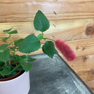 Acalypha Pendula Strawberry Firetails, 2" Plant - Etsy