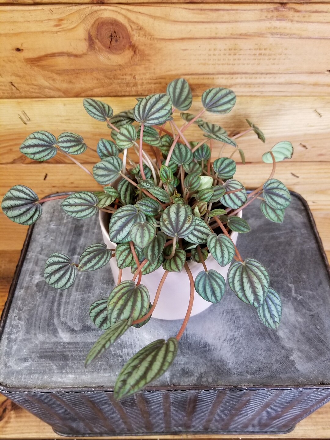 Peperomia Piccolo Banda, 4" Plant - Etsy