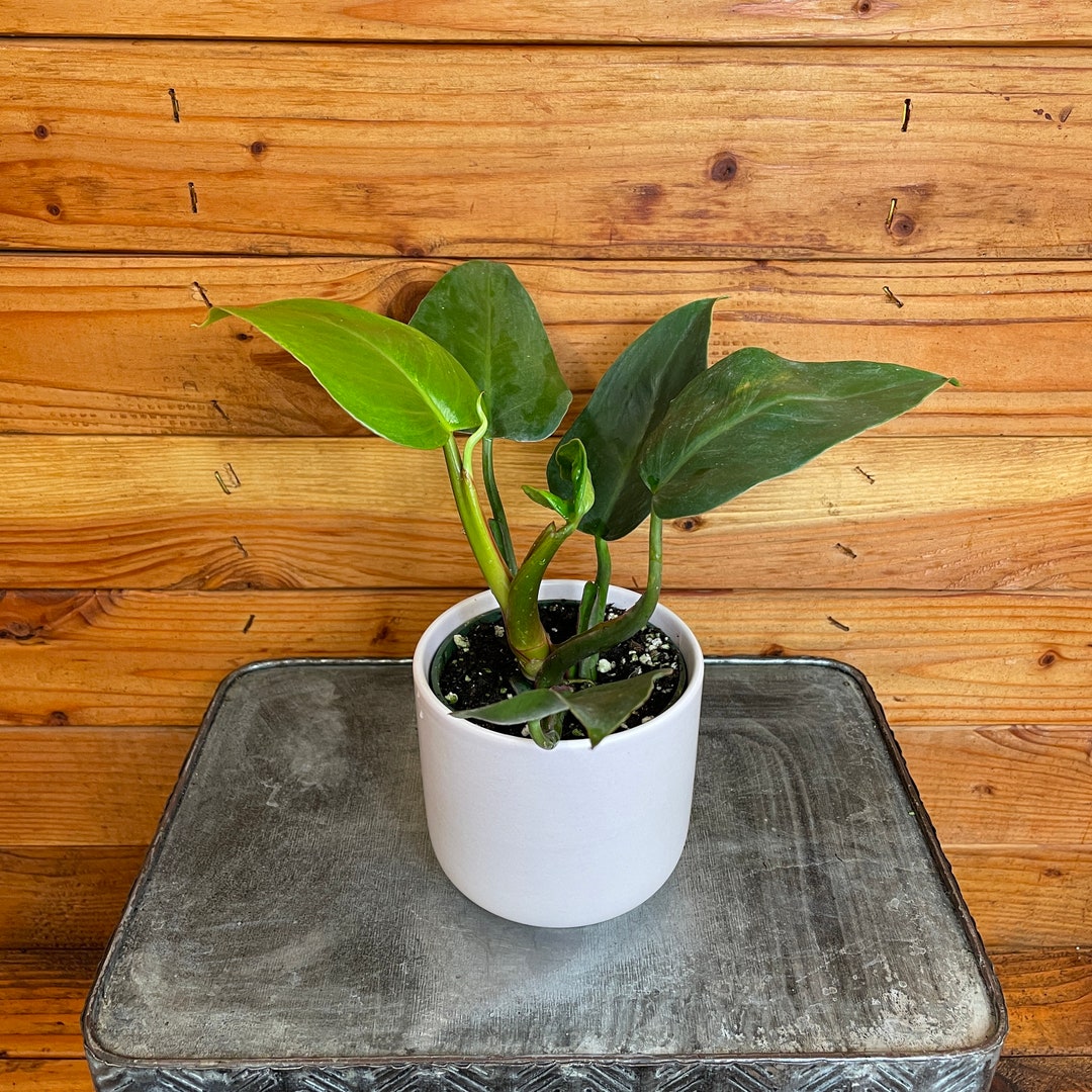 Philodendron White Princess Reverted, 4 Plant - Etsy
