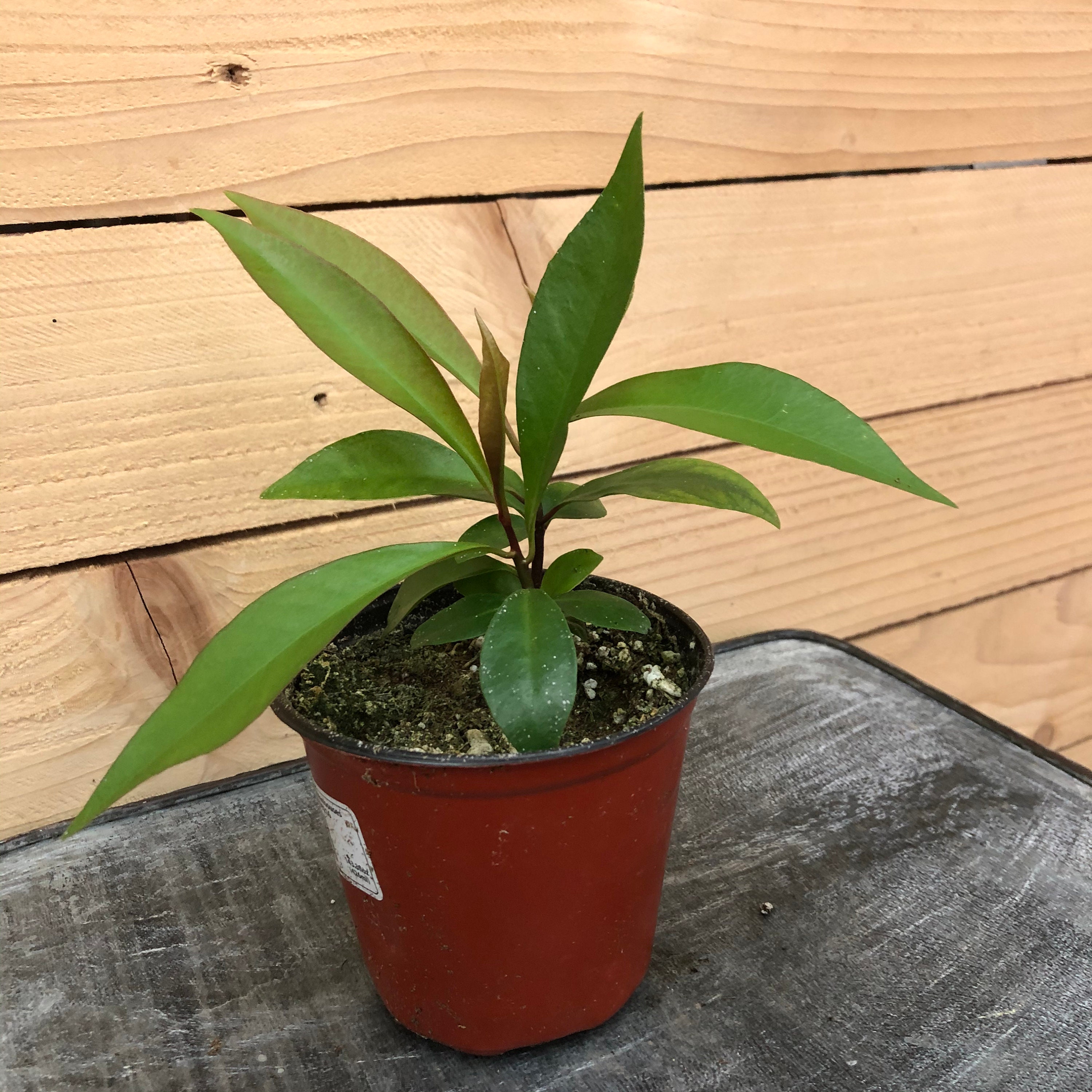 Ardisia Humilis Jet Berry 4 Plant | Etsy