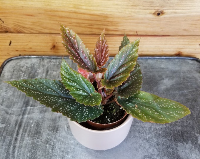 Begonia Angel Wing Benigo Pink, 2" Plant - Etsy