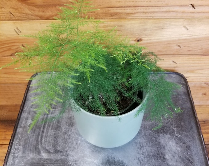 Donne Sali Guam Boonie Pepper Live Plants for Sale 6 - Etsy