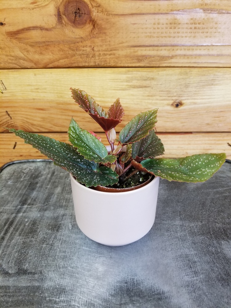 Begonia Angel Wing Benigo Pink, 2 Plant - Etsy