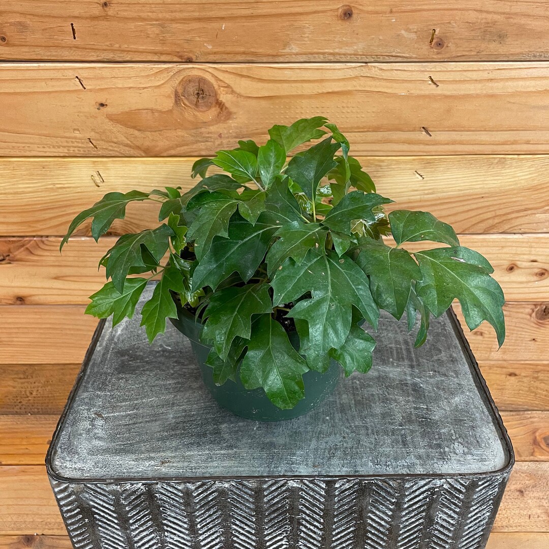 Cissus Oak Leaf Ivy 6 Plant - Etsy