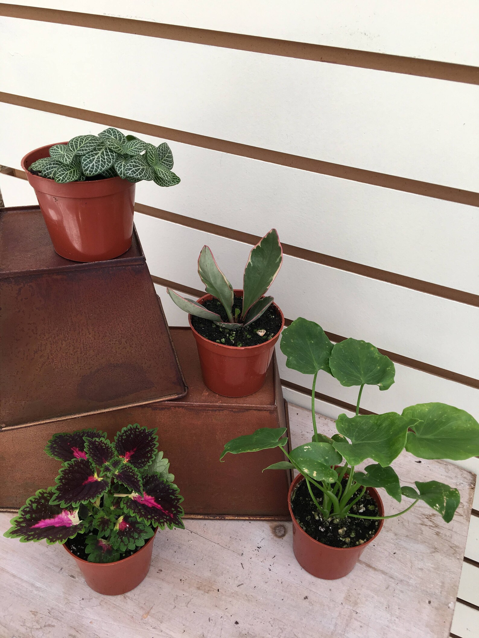 Foliage Gift Box Box of 4 - Etsy