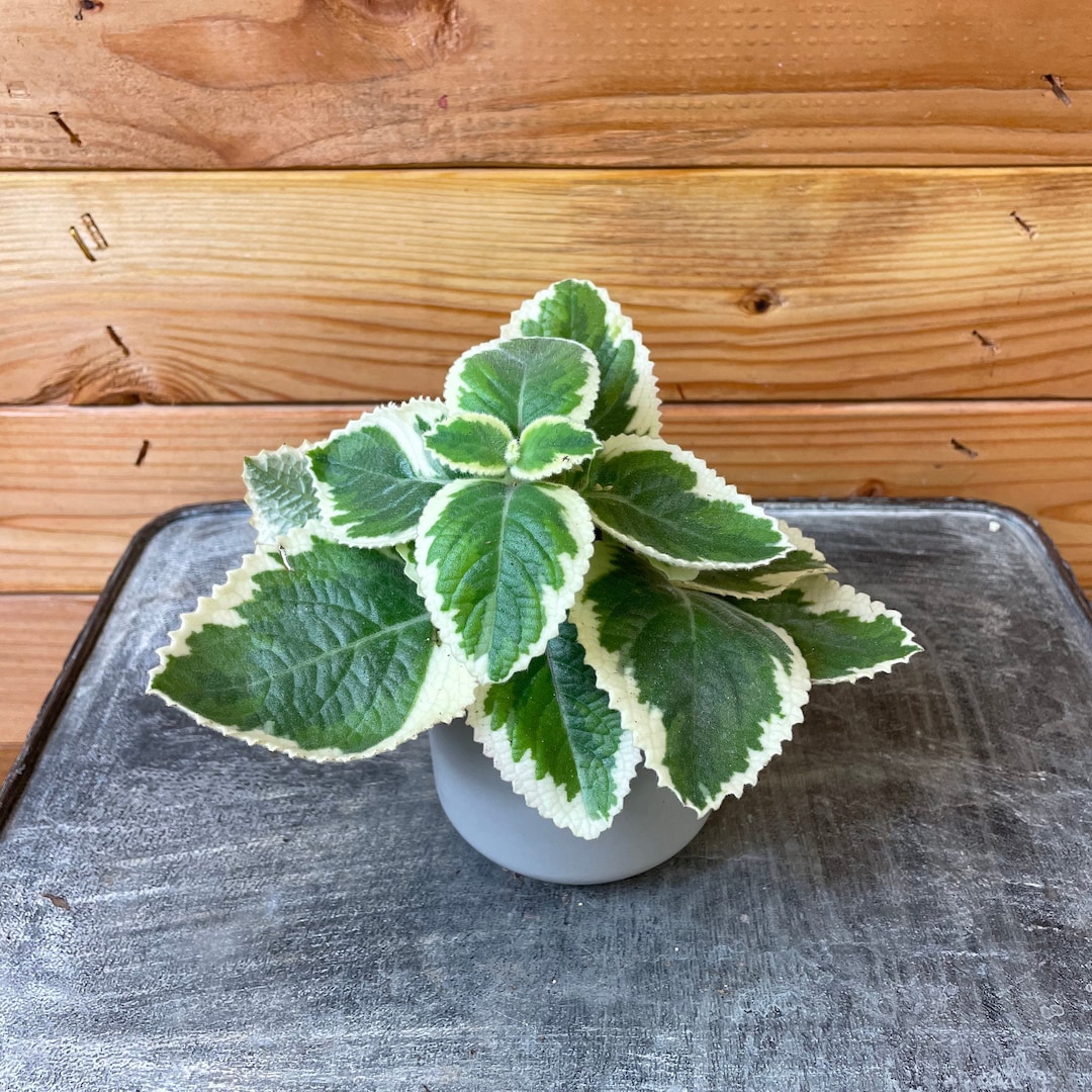 Plectranthus Variegated, 2" Plant - Etsy