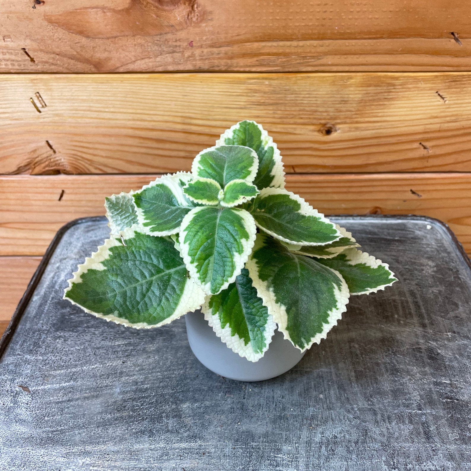 Plectranthus Variegated, 2" Plant - Etsy