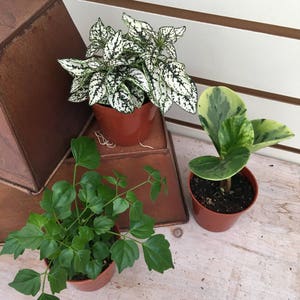 Foliage Gift Box, Box of 9 - Etsy