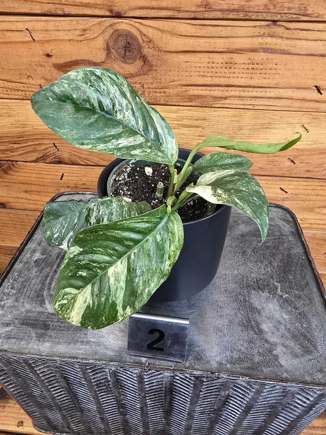 Rhaphidophora Puberula Variegated - Pick Your Plant, 4" Plant - Etsy