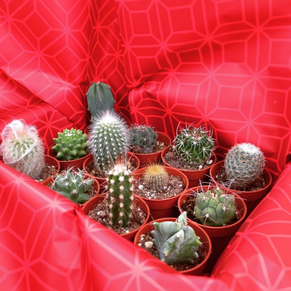 Cactus Gift Box Box of 12 | Etsy