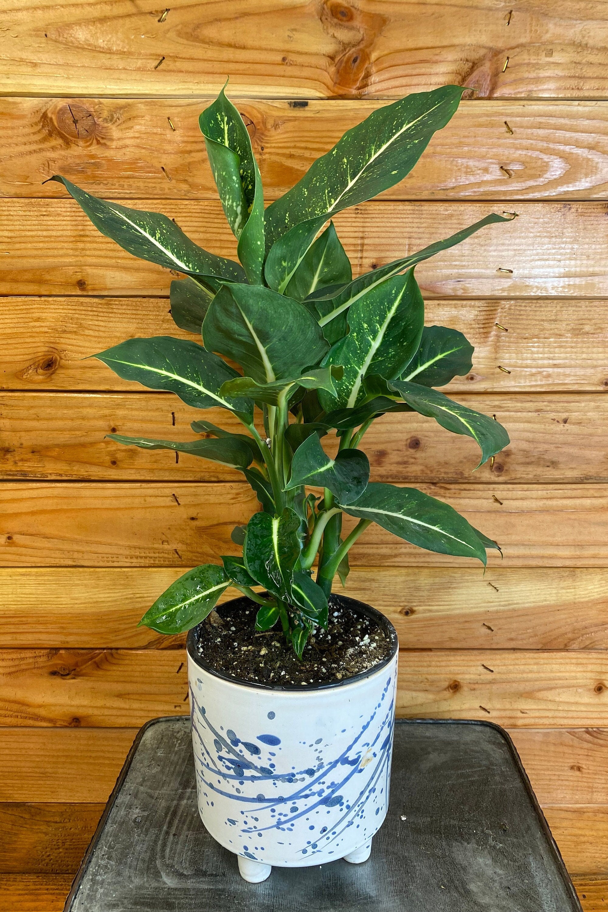 Dieffenbachia Green Magic 6 Plant
