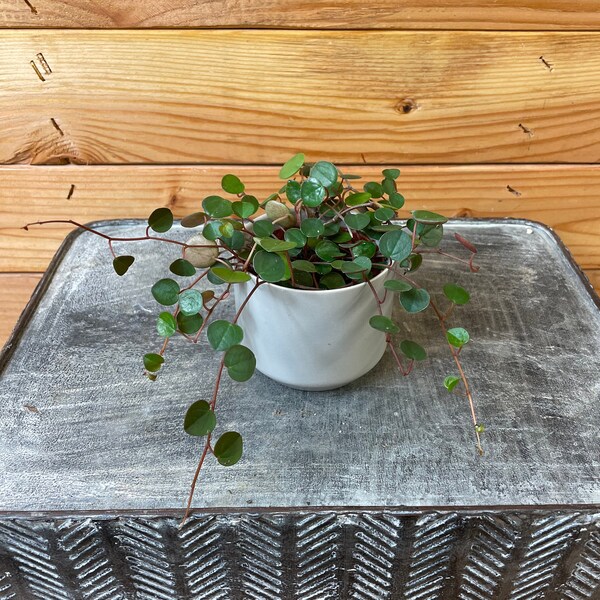 Peperomia Ruby Cascade - Etsy