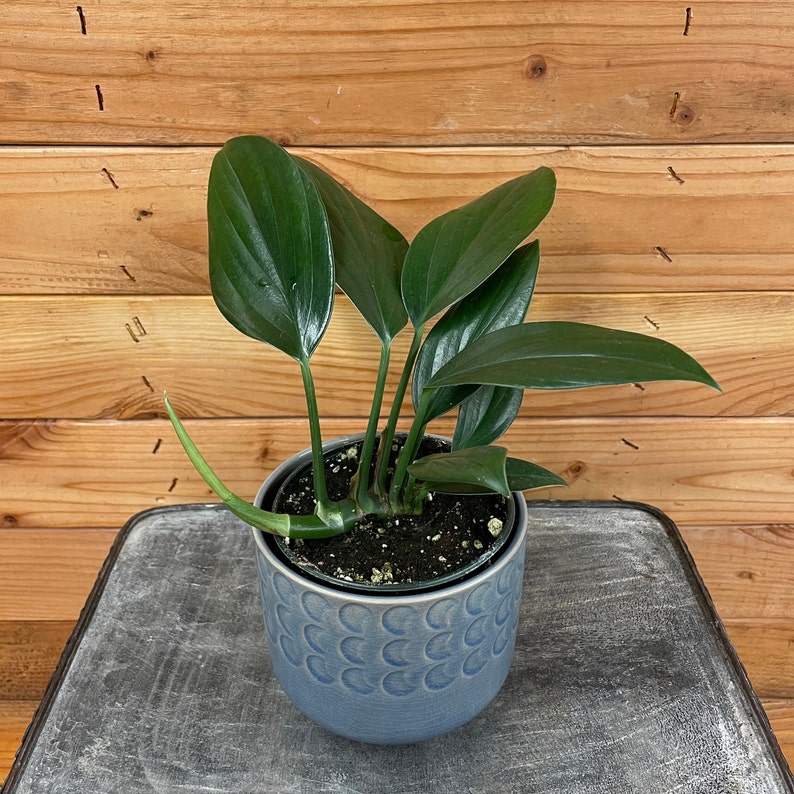 So from what I'm gathering, these are just regular pothos but when ...