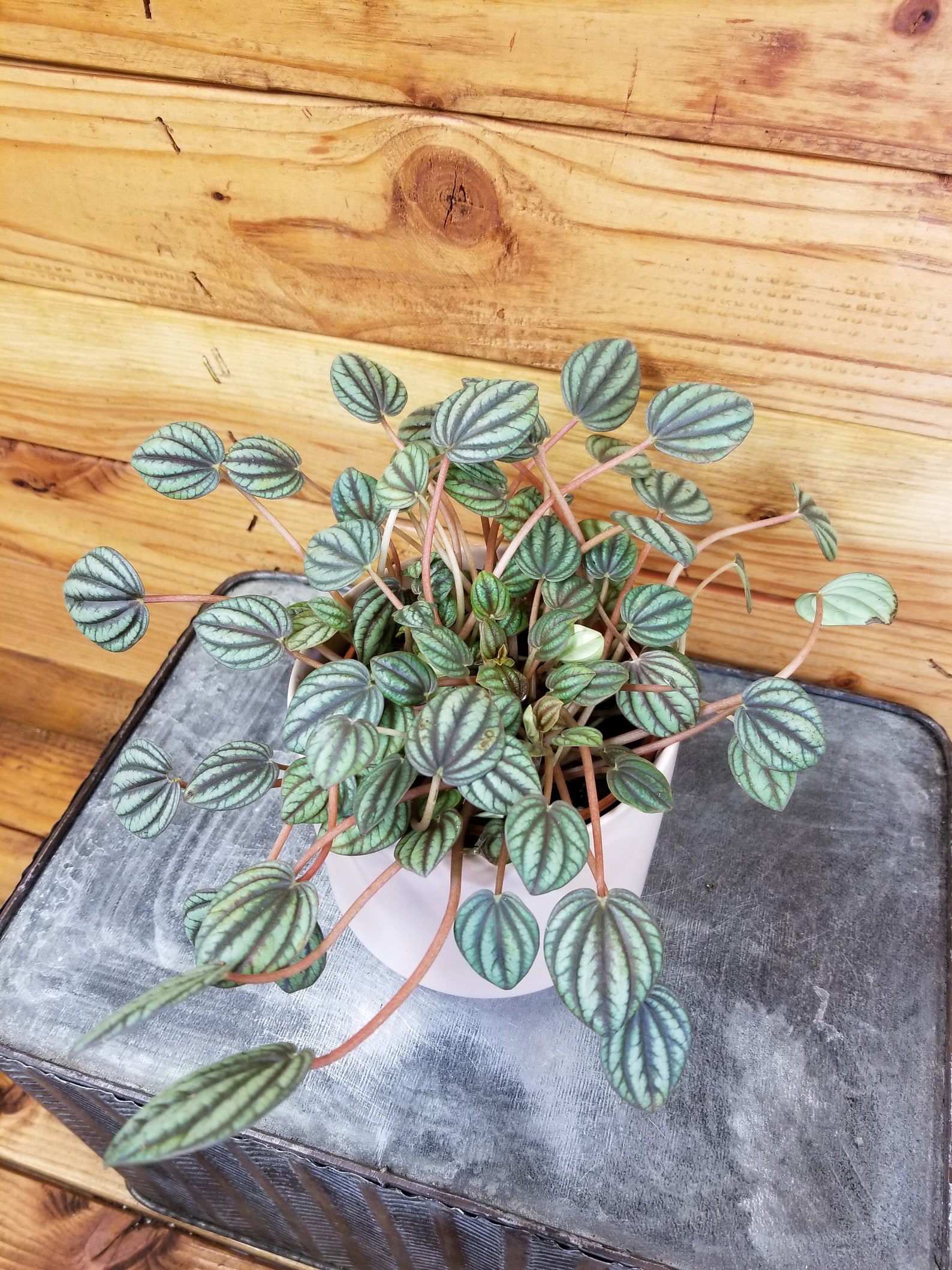 Peperomia Piccolo Banda, 4" Plant - Etsy