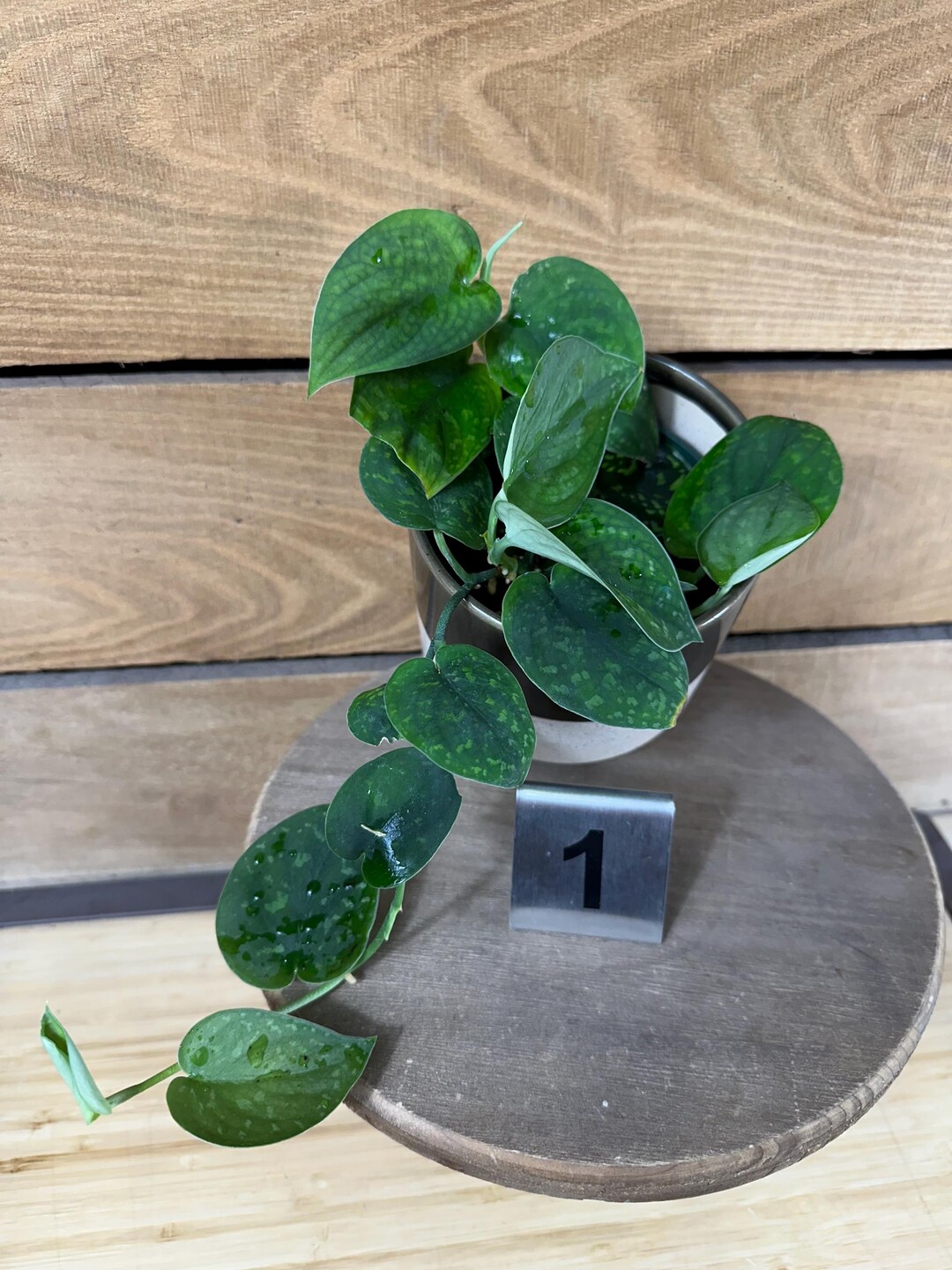 Scindapsus Snake Scale - Pick Your Plant, 4" Plant - Etsy