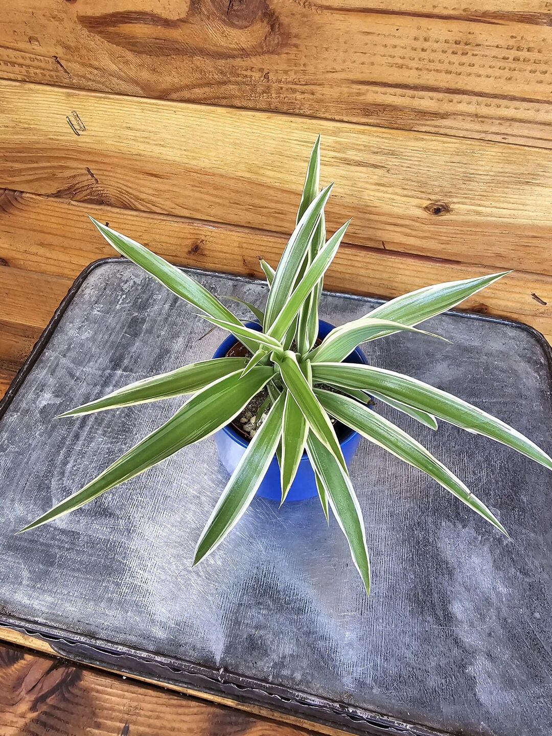 Chlorophytum Irish Spider, 2 Plant - Etsy