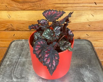 Begonia - Etsy