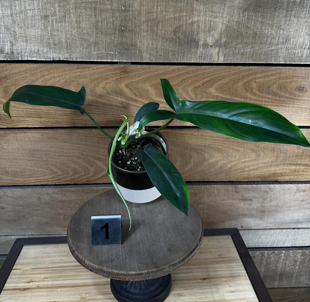 Philodendron 69686 Pick Your Plant, 4 Plant - Etsy