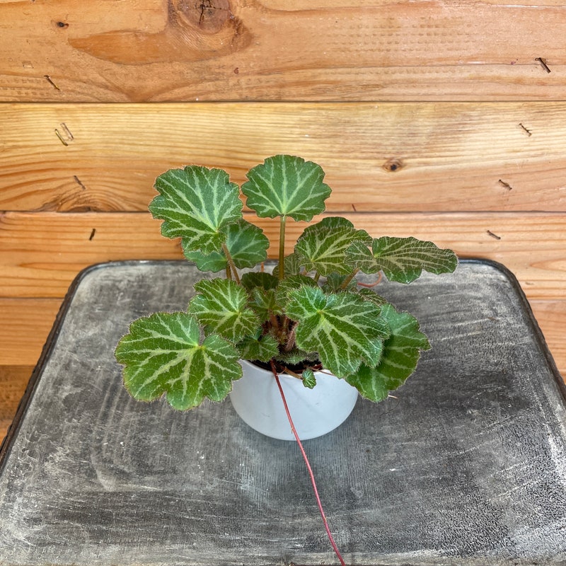 Ruby Begonia - Etsy