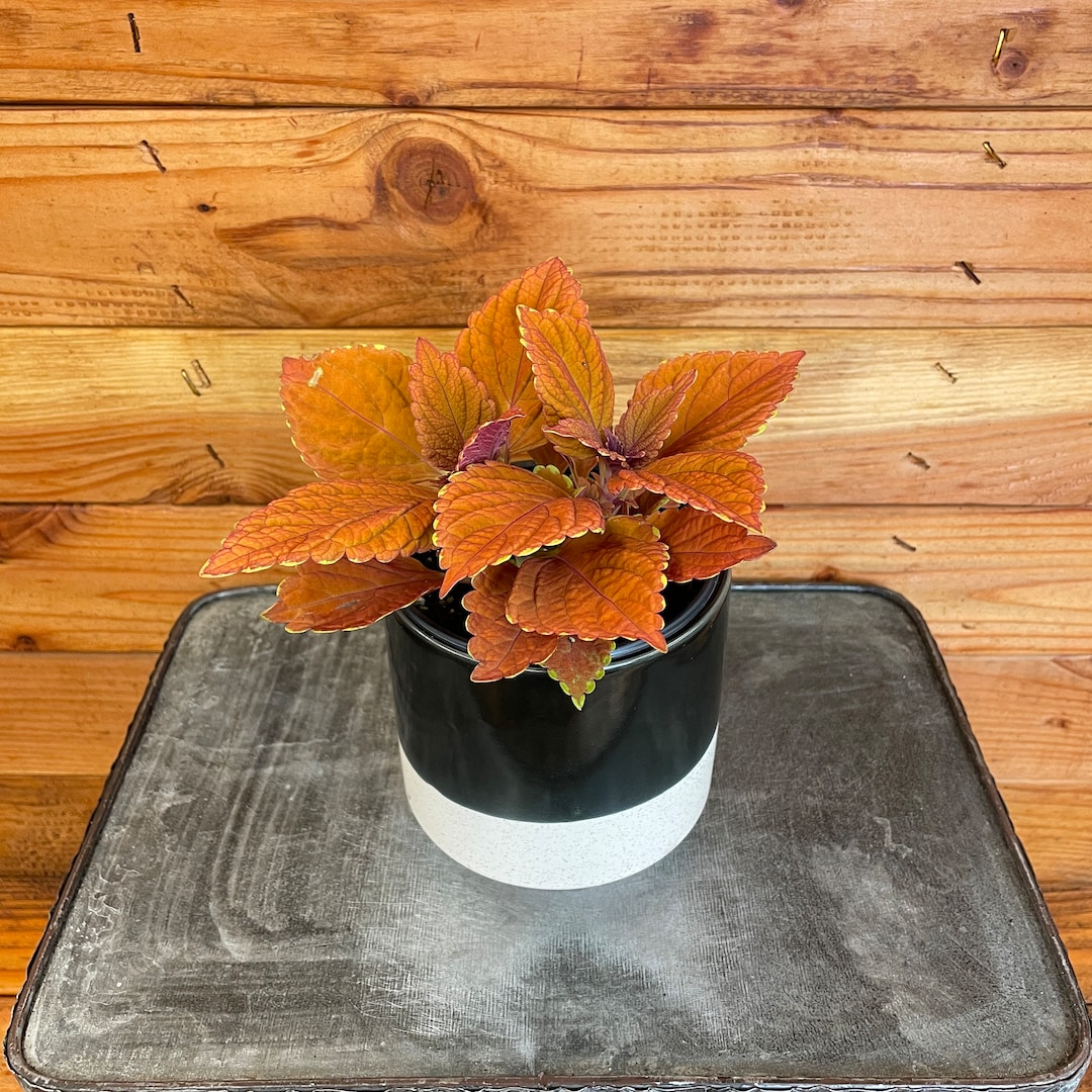 Coleus Inferno, 4.5 Plant - Etsy