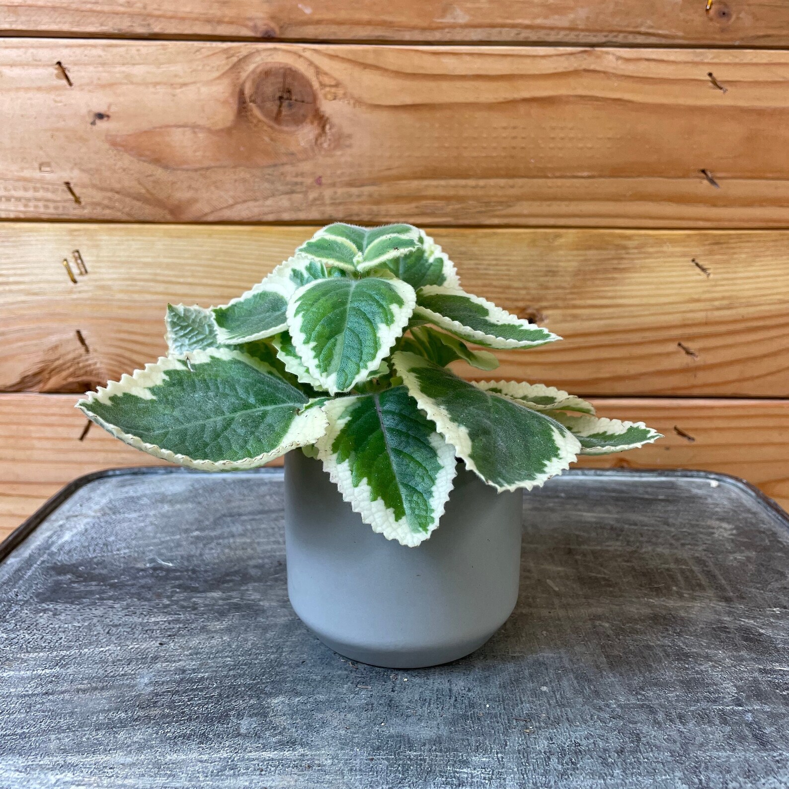 Plectranthus Variegated, 2" Plant - Etsy