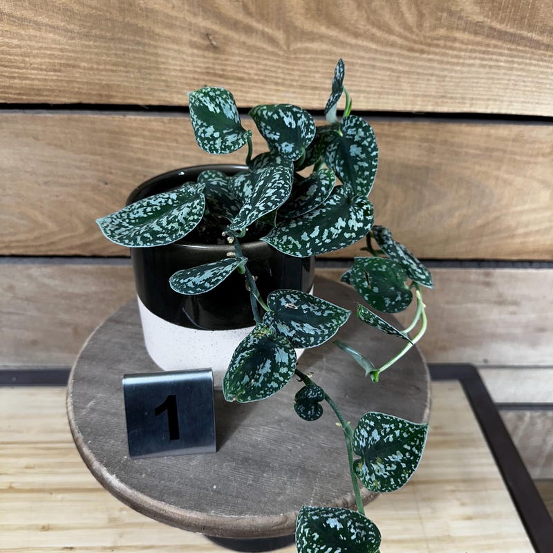 Scindapsus - Etsy