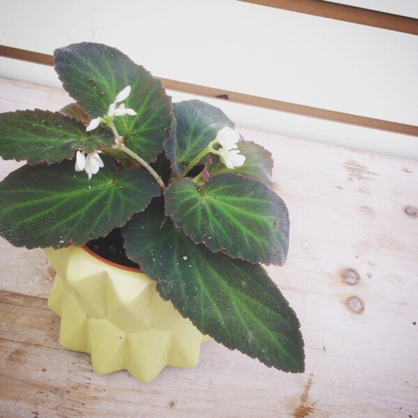 Begonia Plant - Etsy