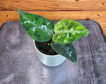 Aglaonema Pictum Tricolor Starter Plant ALL Plants Require You to Purchase ANY 2 Plants - Etsy