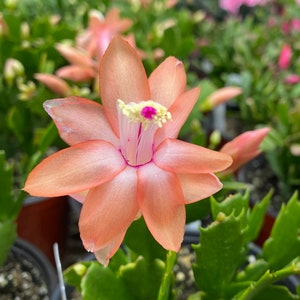 Schlumbergera Zygo Cactus Salmon, 2" Plant - Etsy