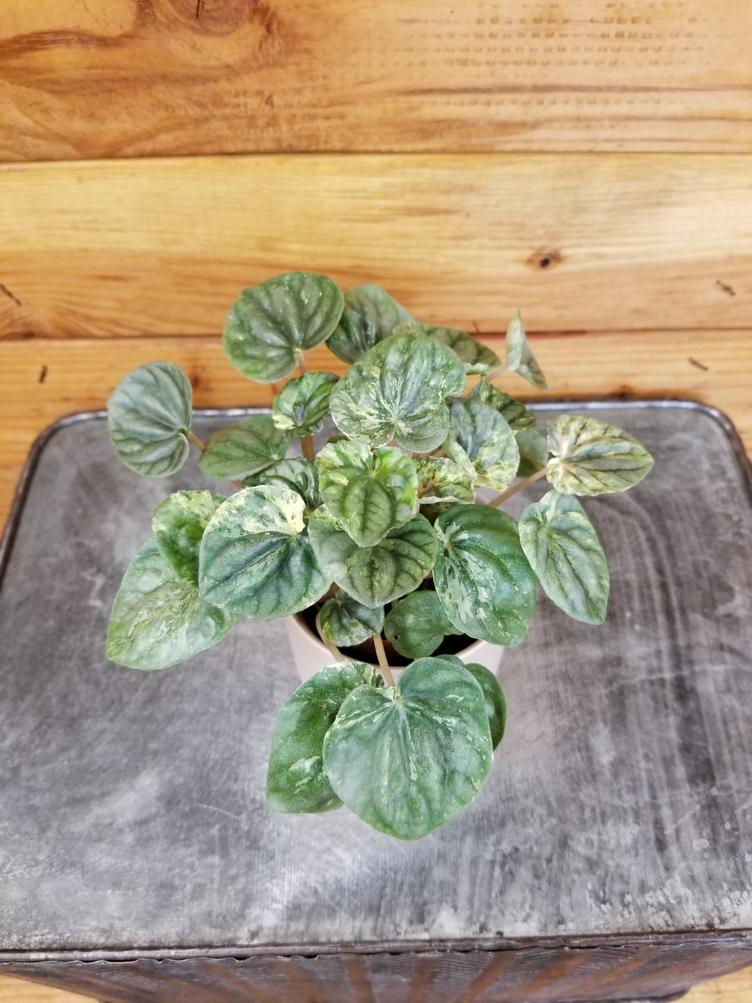 Peperomia Pink Marble, 2 Plant - Etsy