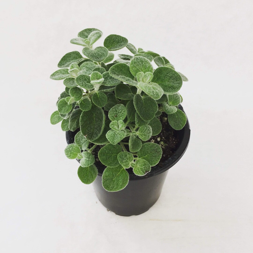 Oregano Dittany of Crete, 4" Plant - Etsy