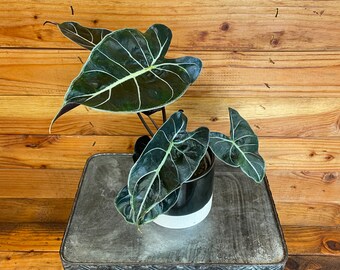 Alocasia Dragons Tooth Starter Plant must Buy A Minimum of ANY 2 PLANTS ...