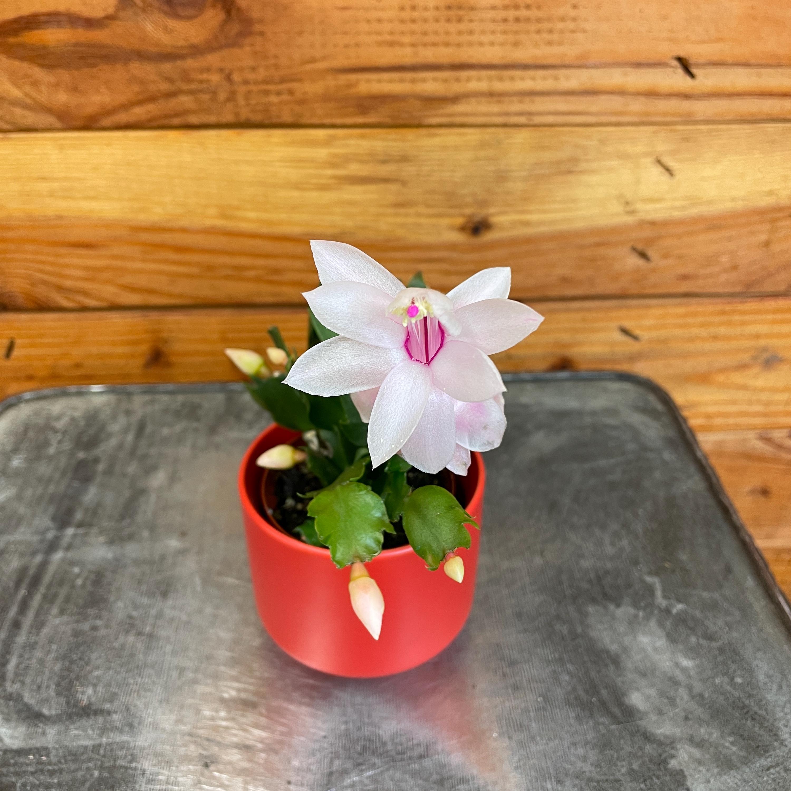 Schlumbergera Zygo Cactus White, 2" Plant - Etsy