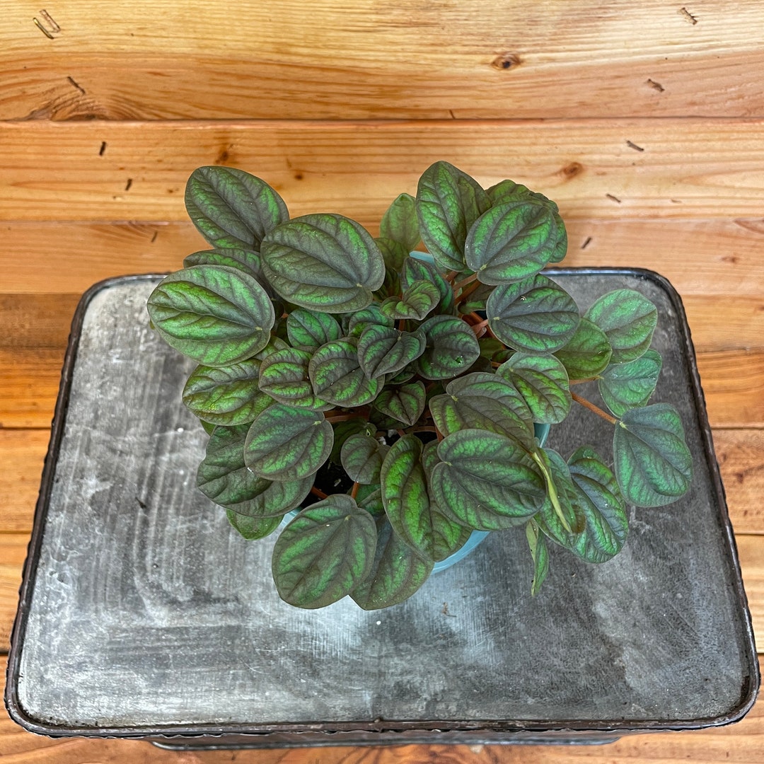Peperomia Peppermill, 4" Plant - Etsy