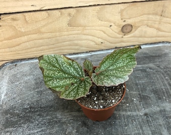 Begonia Frosty | Etsy