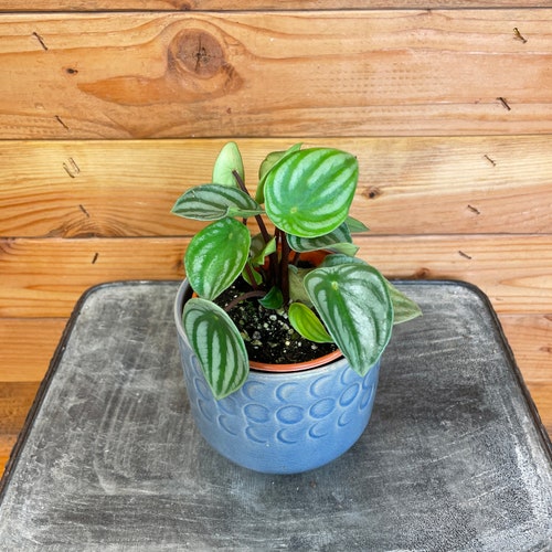 Peperomia Rana Verde 4 Plant - Etsy