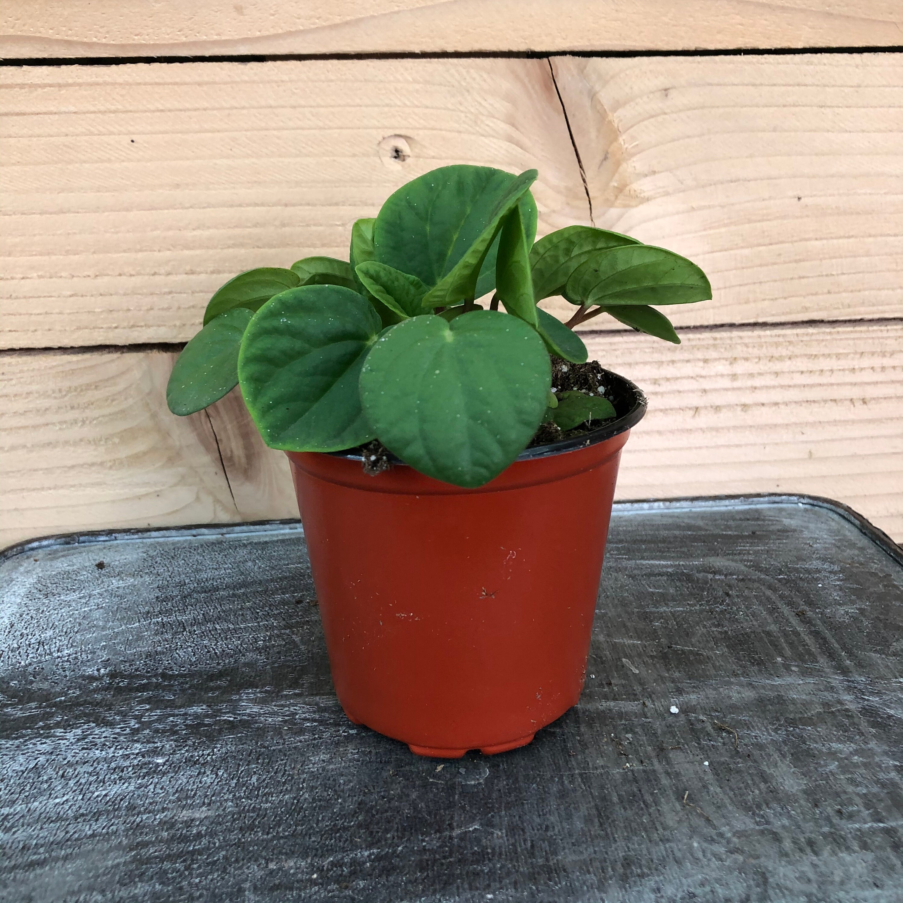 Peperomia Rana Verde 4 Plant - Etsy