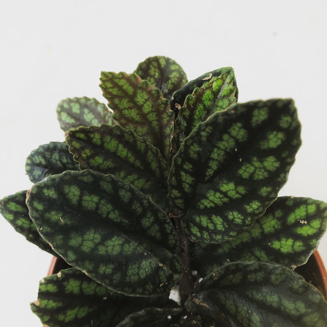 Pellionia Daveauana, 2" Plant - Etsy