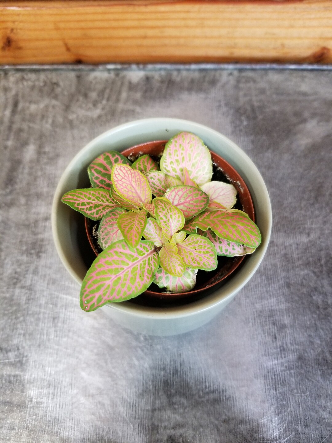 Fittonia Zalm Ruby Lime, 2" Plant - Etsy