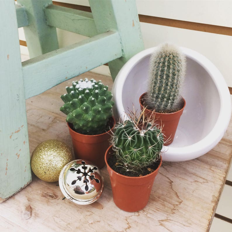 Cactus Gift Box Box of 3 | Etsy