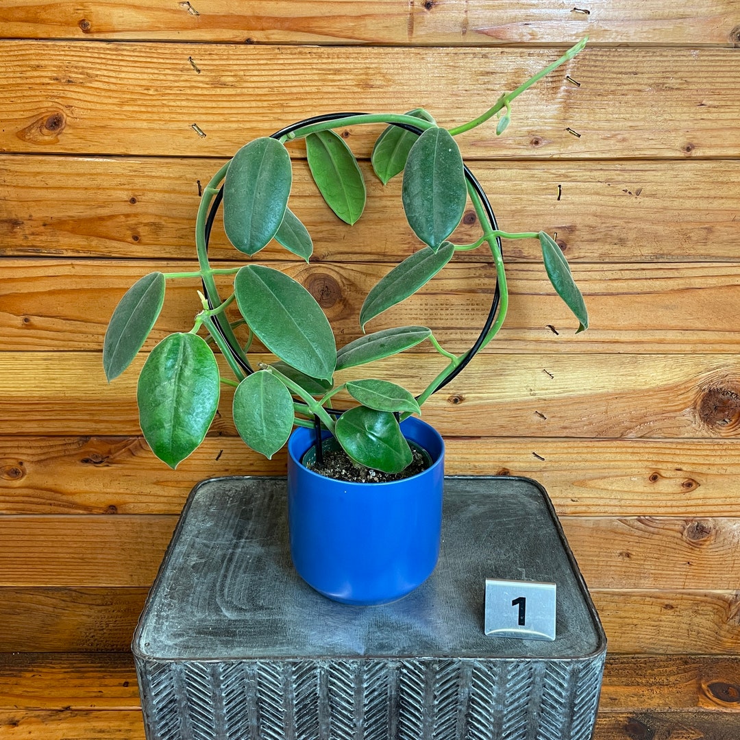 Hoya CV Monette on Hoop Pick Your Plant, 4 Plant - Etsy