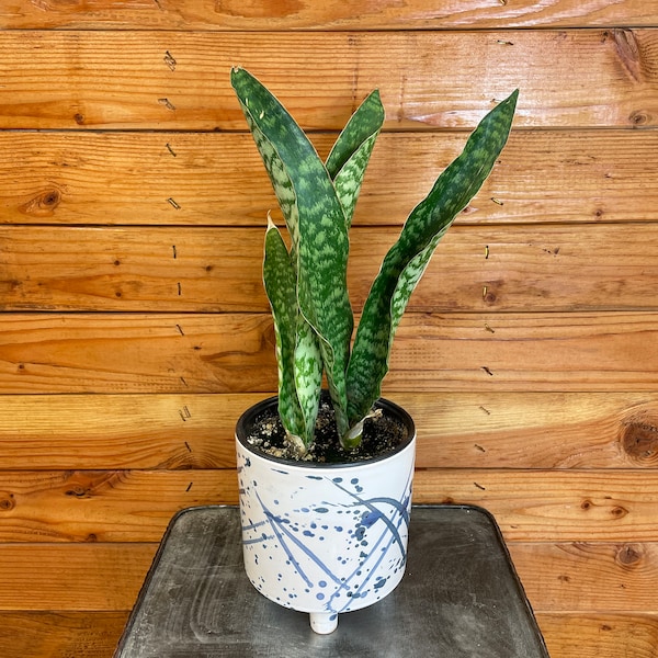 Jaboa Snake Plant - Etsy