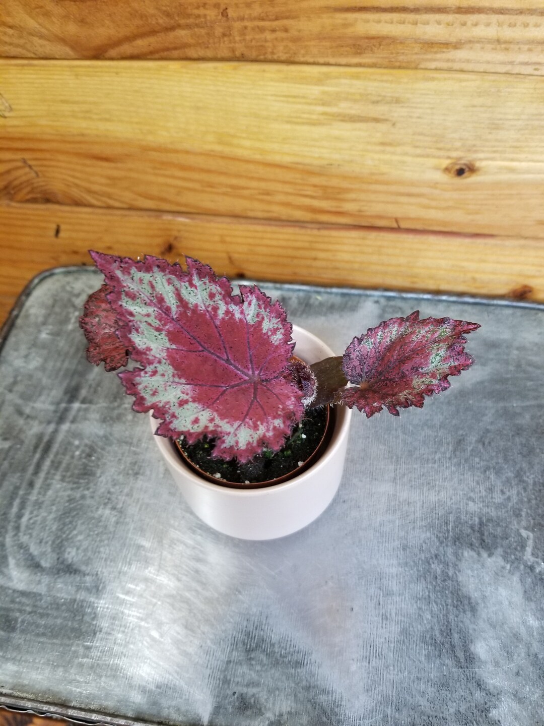 Begonia Rex Jurassic Red Splash, 2" Plant - Etsy