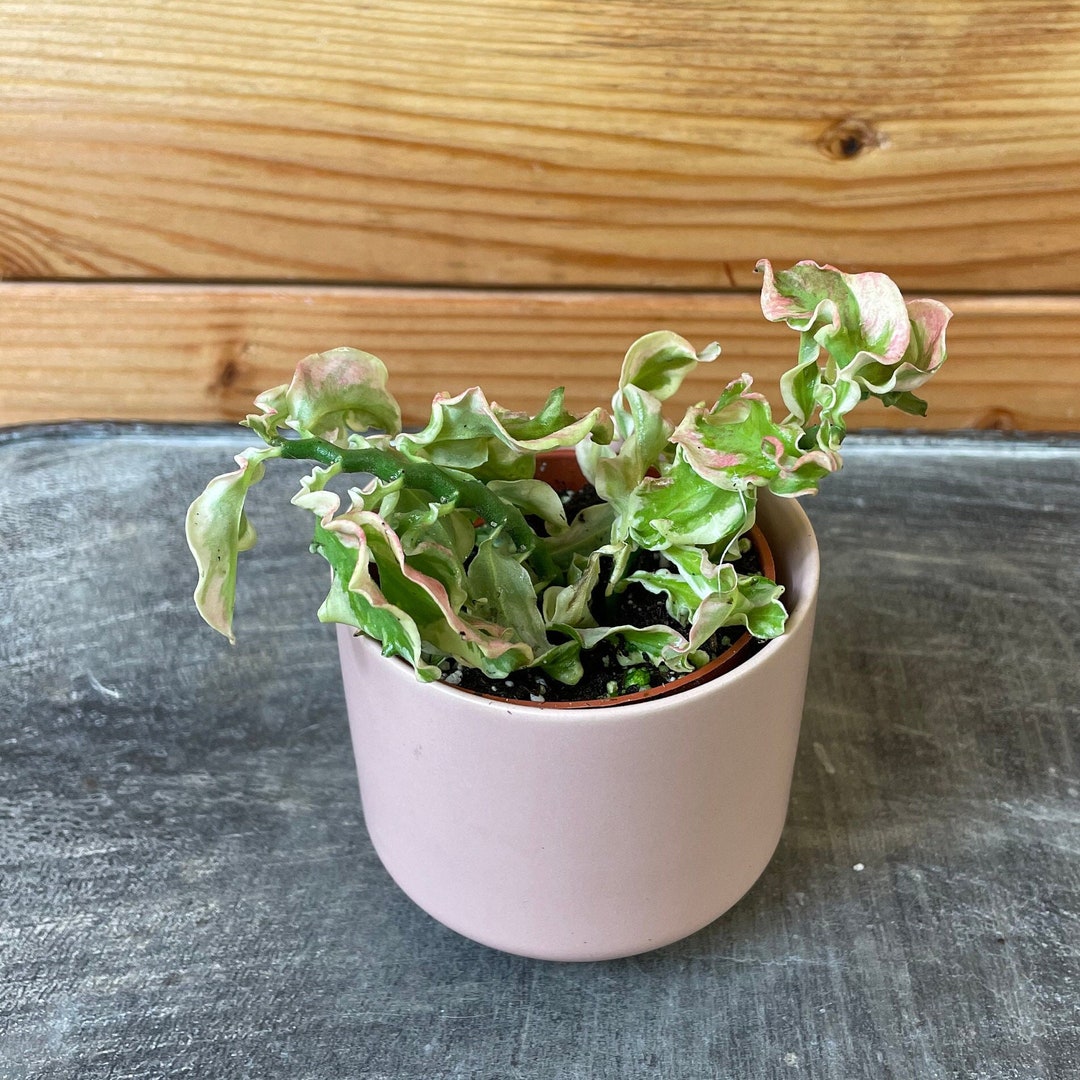 Pedilanthus Curly Devil's Backbone, 2" Plant - Etsy