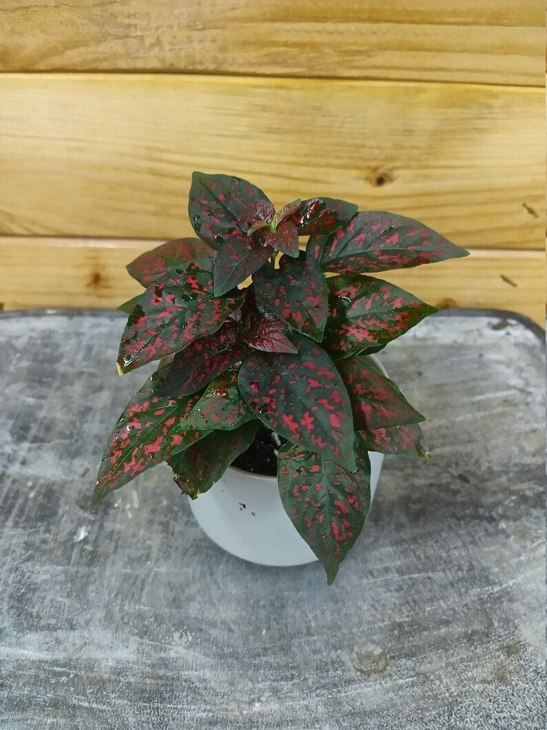 Hypoestes Polka Dot Plant Red Splash 2 Plant - Etsy