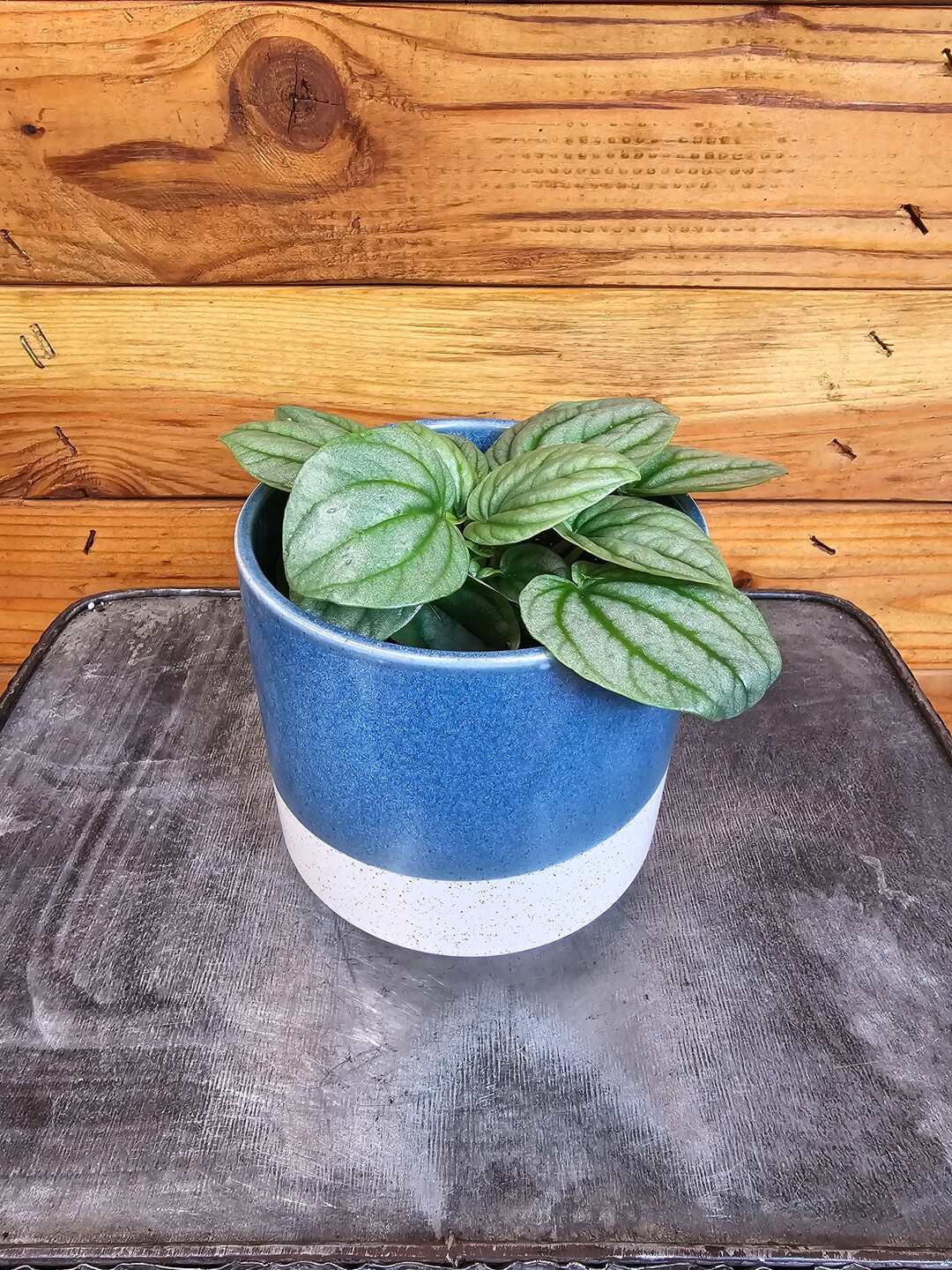 Peperomia Moonlight, 4" Plant - Etsy