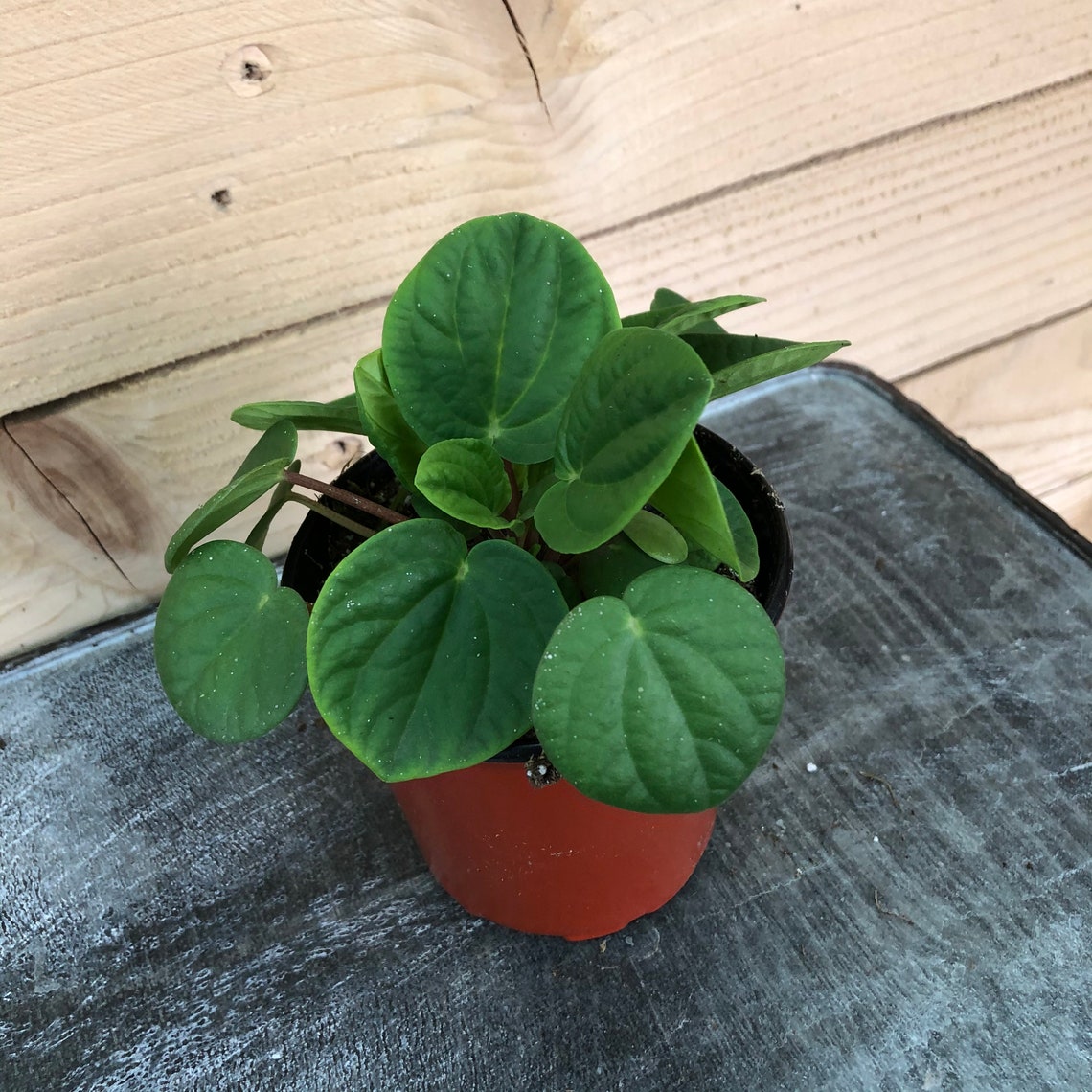 Peperomia Rana Verde 4 Plant | Etsy