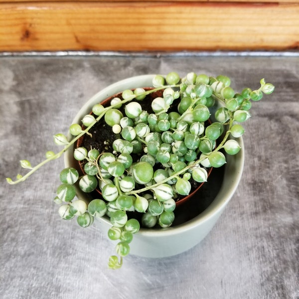 String of Pearls Plant - Etsy