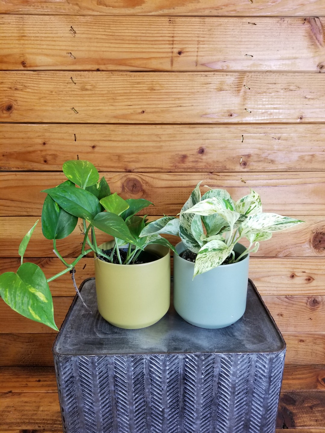 Pothos Gift Set of 2 Pothos Golden and Pothos Marble, 4 Plant - Etsy