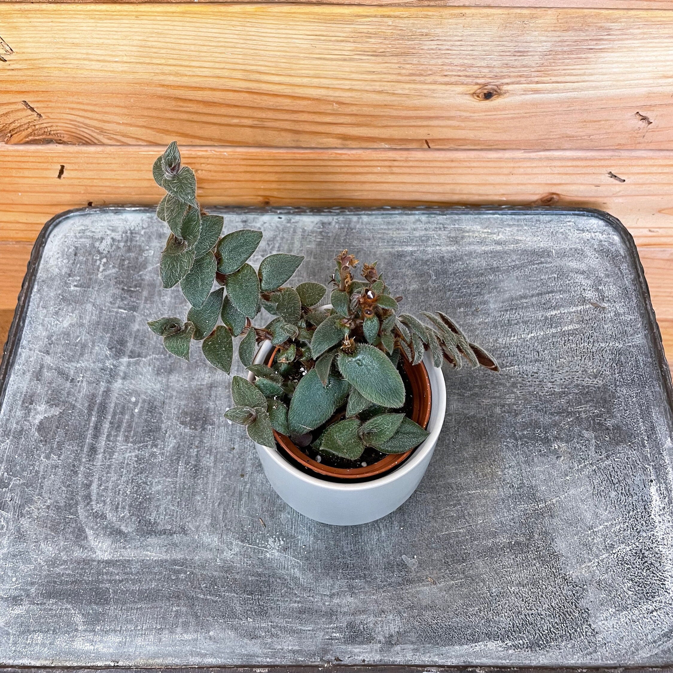 Cyanotis Kewensis Teddy Bear Vine 2 Plant - Etsy